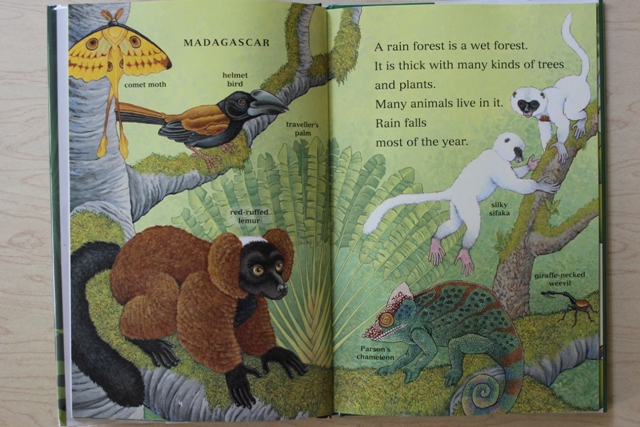 Rainforest Books for Kids - The Artful Parent