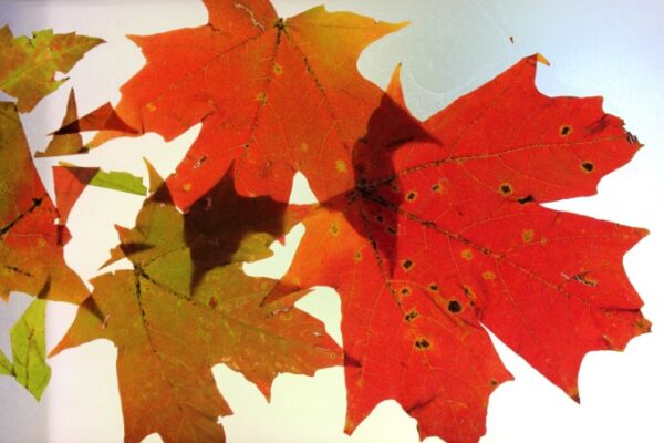 How to Make an Autumn Leaves Stained-Glass Window