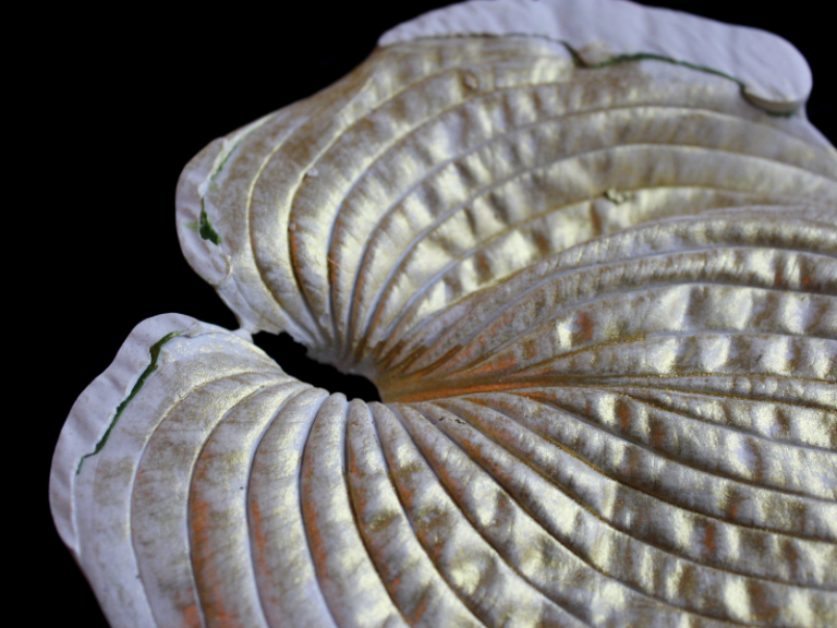 How to Do Leaf Casting with Kids