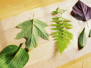 How to Do Leaf Casting with Kids
