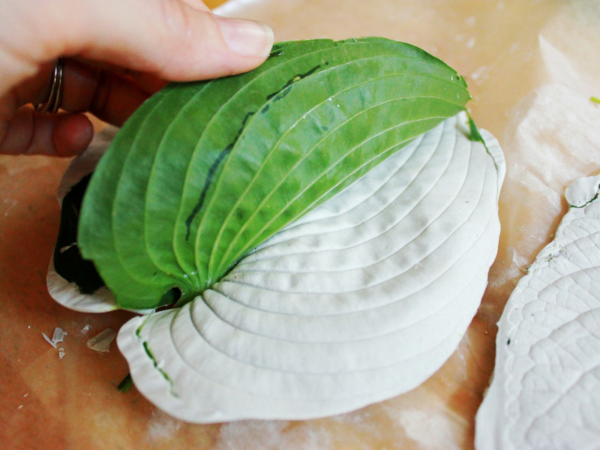 How to Do Leaf Casting with Kids