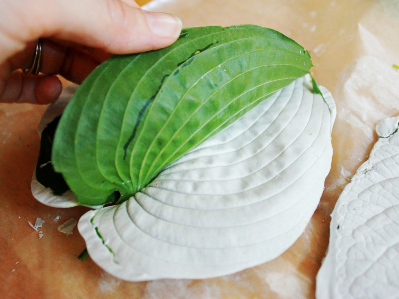 How to Do Leaf Casting with Kids