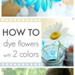 Painted Daisies :: Simple Science Experiments for Kids