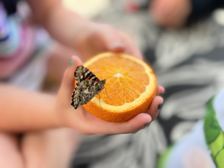 Raising Butterflies with Kids
