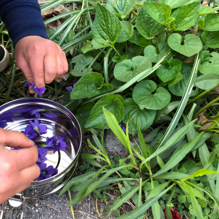 13 Nature Walk Ideas (+ FREE Nature Scavenger Hunt)